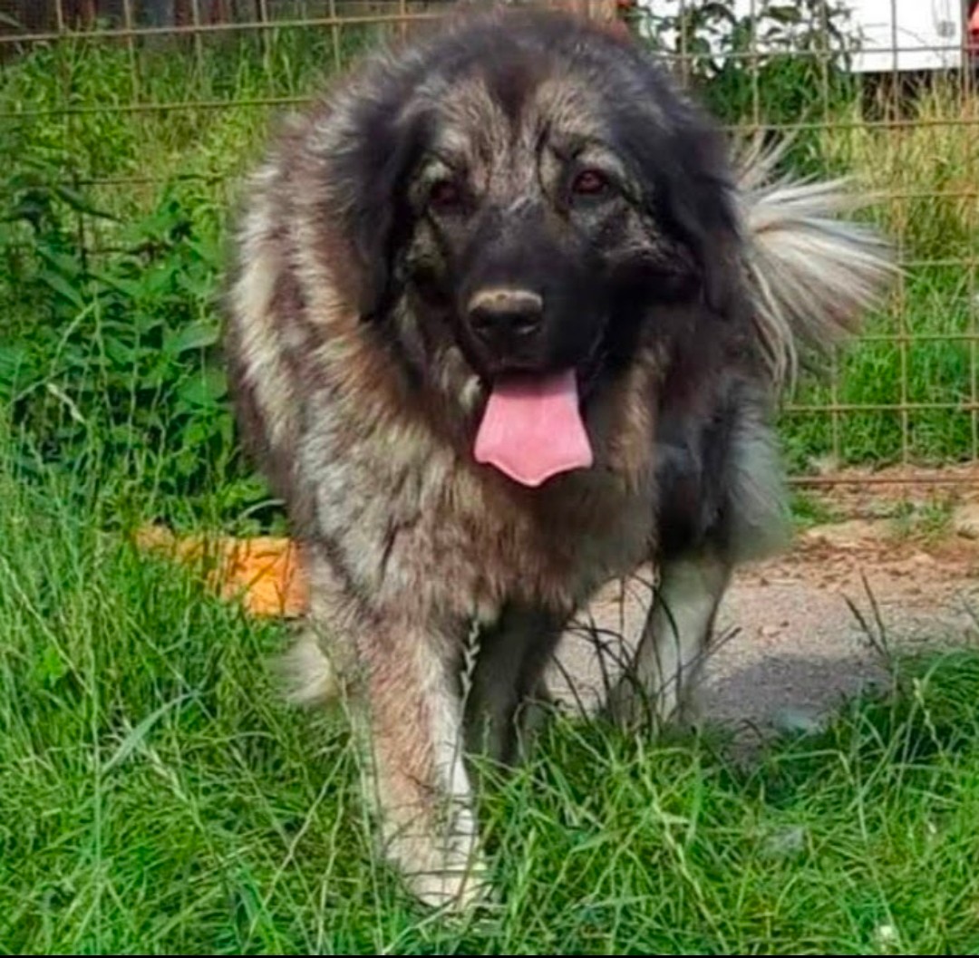 Šarplaninský pastevecky pes :: www.zmalenickychpastvin.cz