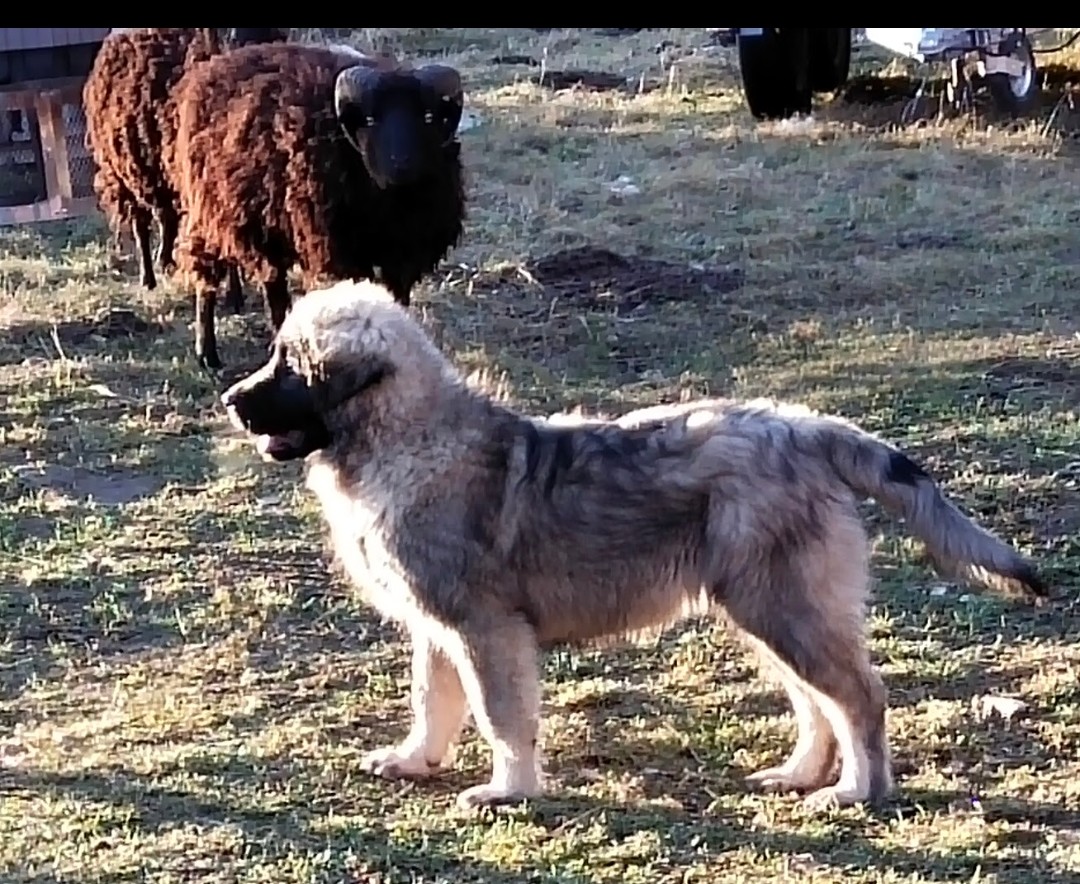 Šarplaninský pastevecky pes :: www.zmalenickychpastvin.cz