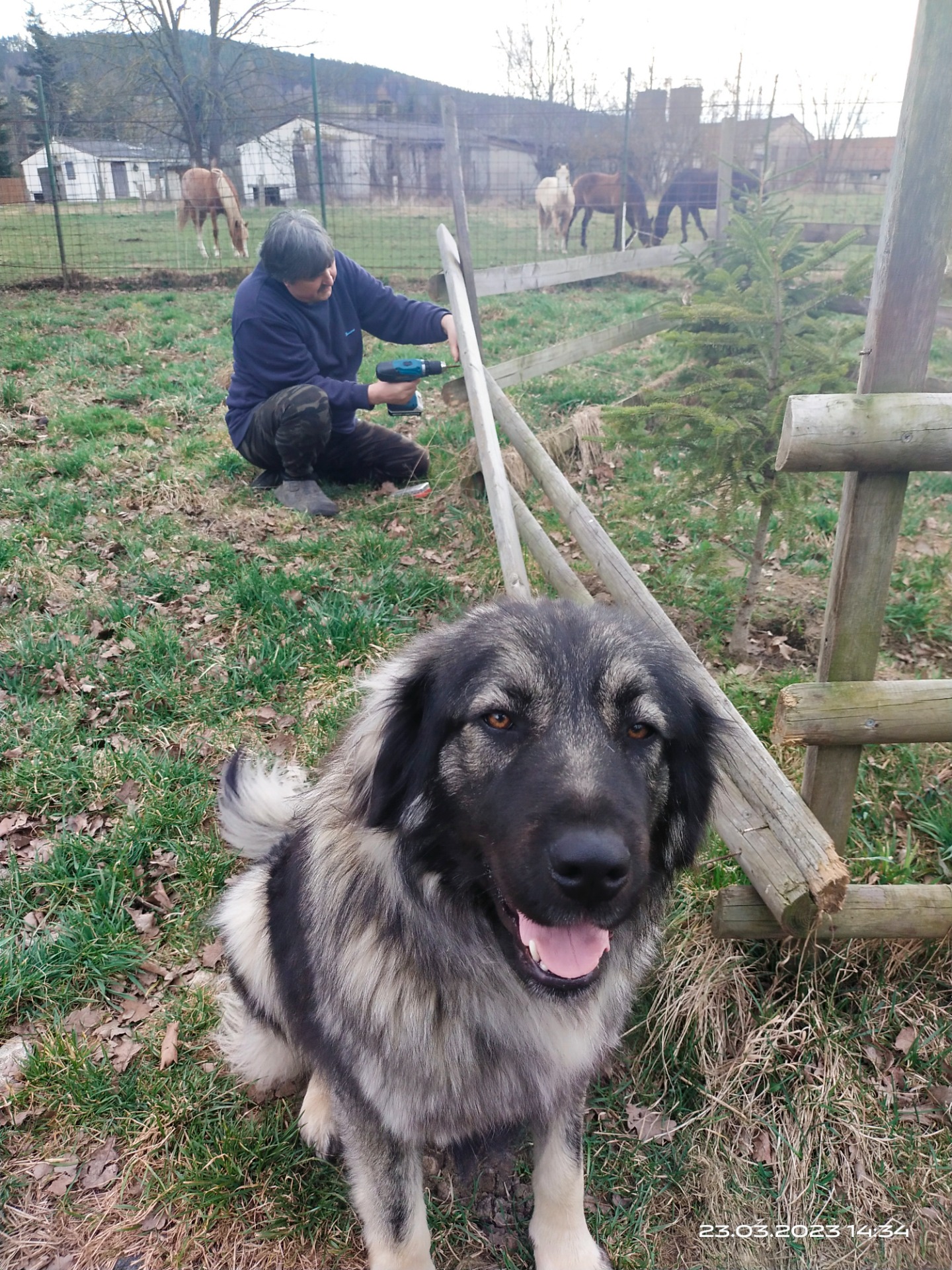 Šarplaninský pastevecky pes :: www.zmalenickychpastvin.cz